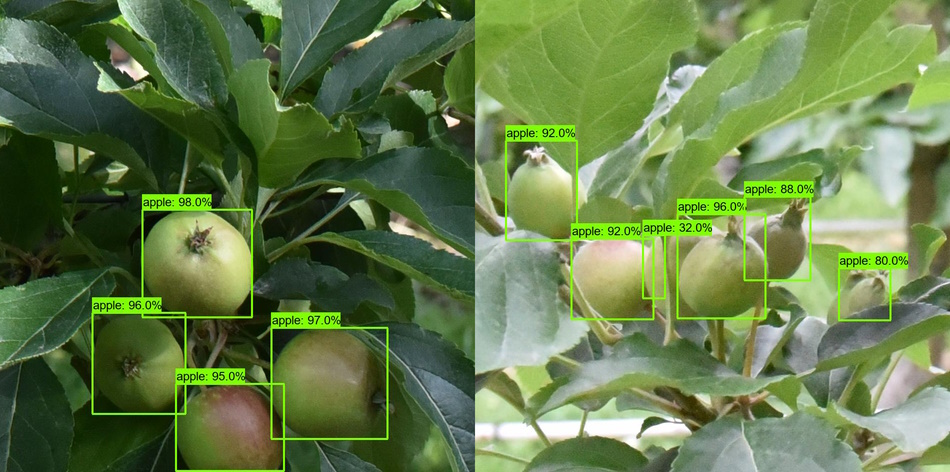 App takes the tedium out of fruit thinning - Lincoln Agritech